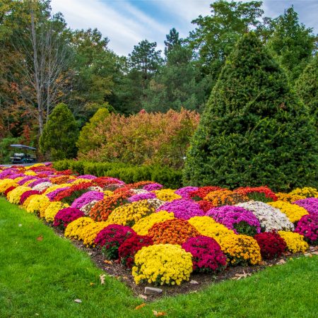 Fall Flowers To Plant In Georgia | Crawford Landscaping